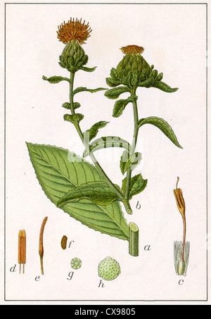 Safflower or false saffron, Carthamus tinctorius Stock Photo - Alamy