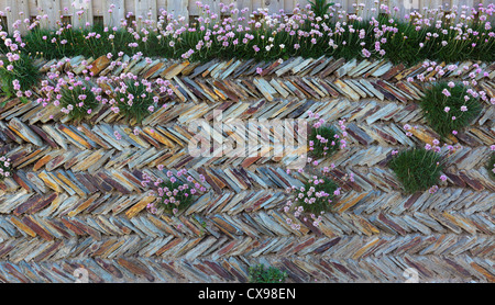 Cornish slate [dry stone wall], Cornwall, England, UK Stock Photo - Alamy