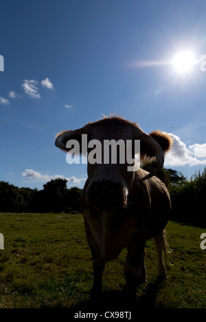 A backlit English Longhorn Cow Stock Photo - Alamy