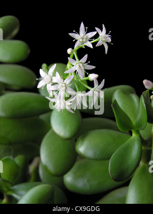 The money tree is blooming. Crassula ovata Bonsai style. Ornamental plant for home Stock Photo ...