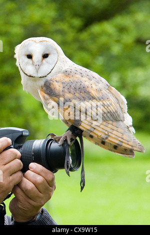 owl on camera lens Stock Photo - Alamy