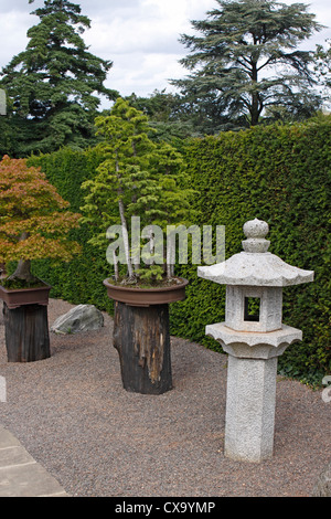 BONSAI CEDRUS LIBANI. CEDAR OF LEBANON. 30 YEARS OLD Stock Photo - Alamy