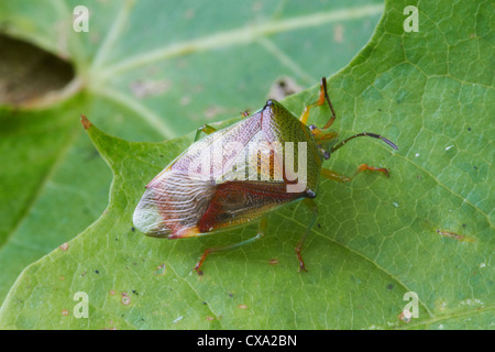 Birch Shield Bug (Elasmostethus interstinctus), adult walking across a ...