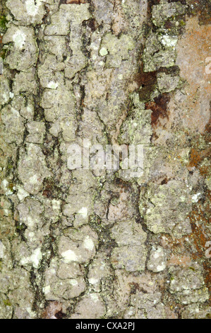 Malus domestica - Apple tree trunk with red painted callus growth ...