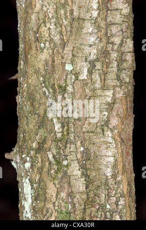 Crataegus monogyna bark Stock Photo - Alamy