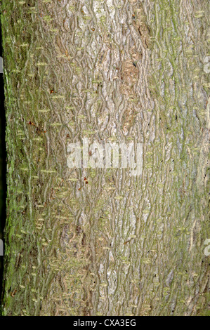 Holly tree bark Ilex aquifolium Stock Photo - Alamy