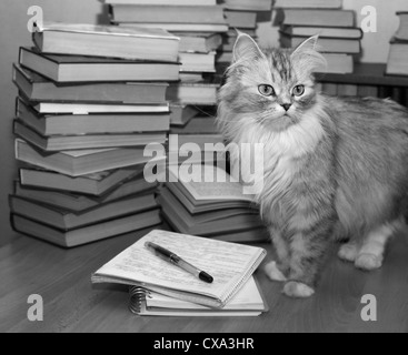 Heap of books and a grey cat Stock Photo - Alamy