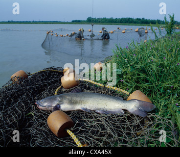 CATFISH FARMING / MISSISSIPPI Stock Photo - Alamy
