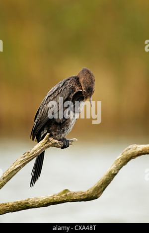 Pygmy Cormorant perched on branch Stock Photo - Alamy