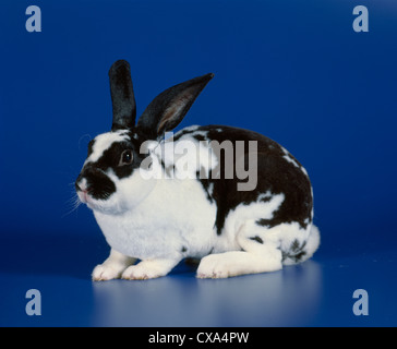 REX RABBIT (BROKEN Stock Photo - Alamy