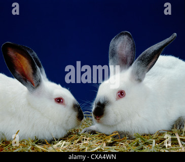 Domestic Rabbit Oryctolagus cuniculus California breed Grand Prairie ...