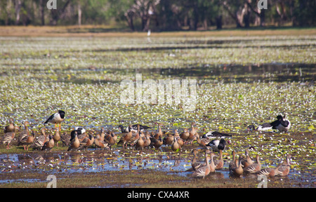Mixed flock of Magpie Geese and Plumed Whistling Ducks, Anbangbang ...