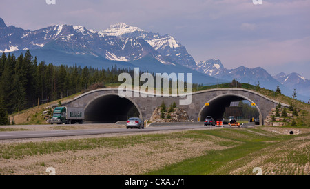 ALBERTA, CANADA - Wildlife overpass on Route 1 in Banff National Park ...