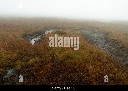 Bleak foggy moorland landscape. Dense fog over wet peat bog moors ...