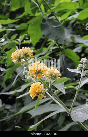 Buddleja weyeriana 'Golden Glow' (buddleia variety), known as a ...