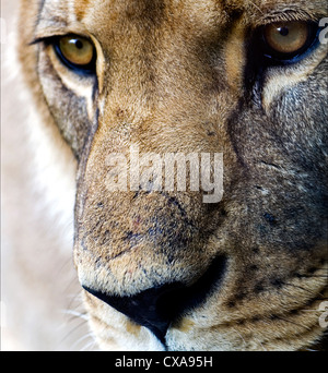 Lioness Eyes and Nose Stock Photo - Alamy