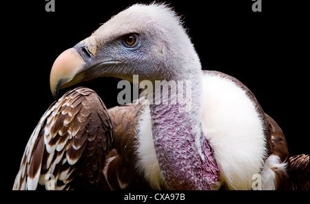 Bird of Prey - African Vulcher Stock Photo: 17847481 - Alamy