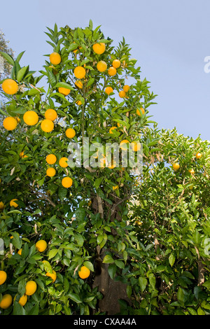 The orange tree Stock Photo - Alamy