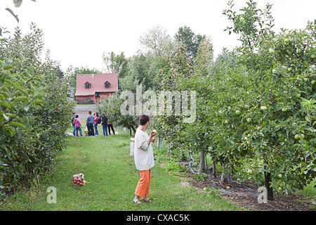 Apple orchard in Montreal, Canada Stock Photo - Alamy