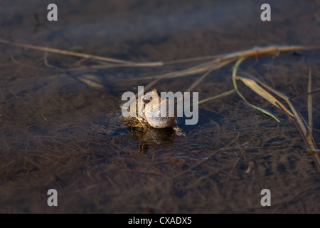 American Toad (Bufo americanus) Pair in amplexus - Female laying eggs ...