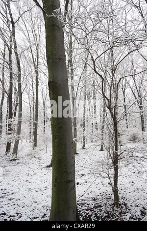 tree trees winter tribes branches fruit-tree apple trees meadow snow ...