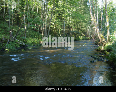 river "White Rain" Bavarian Forest Germany / Fluss "Weisser Regen ...