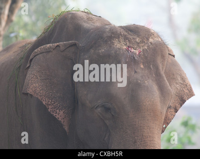 Domesticated Indian elephant with blood and scarring on its head from ...