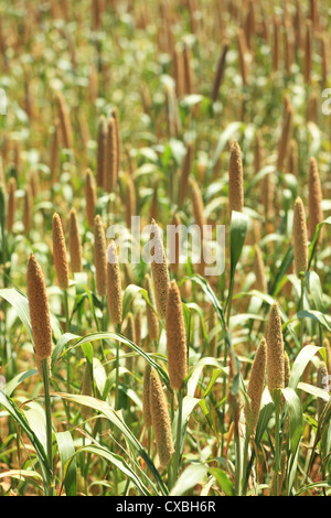 Finger Millet field Andhra Pradesh South India Stock Photo - Alamy