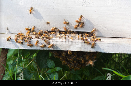 Honey Bee (Apis cerana) Hive Full Stock Photo - Alamy