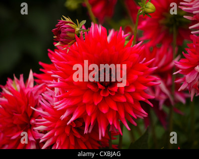 Pink chrysanthemum blooms in delicate sunlight, the official flower of ...