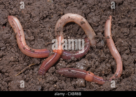Earth worms or lob worms Lumbricus terrestris Stock Photo - Alamy