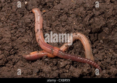 Earth worms or lob worms Lumbricus terrestris Stock Photo - Alamy