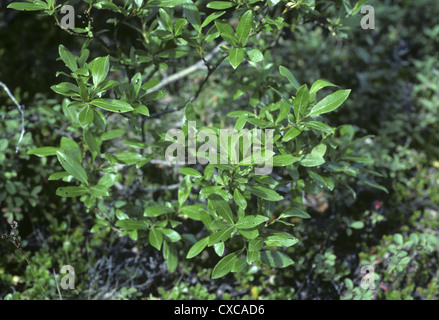Tea-leaved Willow (Salix phylicifolia Stock Photo - Alamy