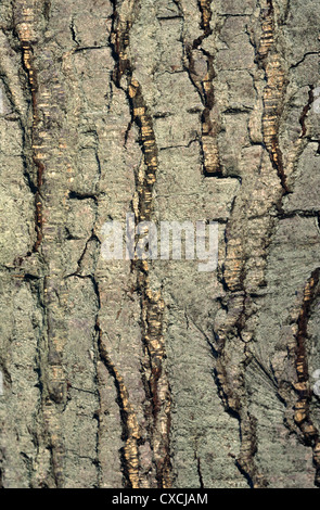 Rauli Nothofagus procera (Fagaceae Stock Photo - Alamy
