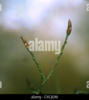 Rauli Nothofagus procera (Fagaceae Stock Photo - Alamy