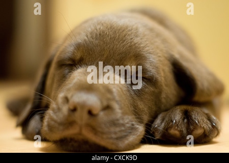 10 week old chocolate labrador puppy sitting in an old wheel barrow in ...