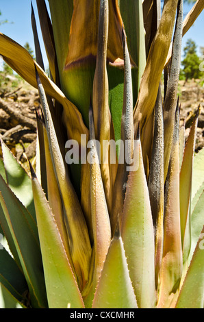 The Agave americana, commonly known as the century plant, in bloom ...