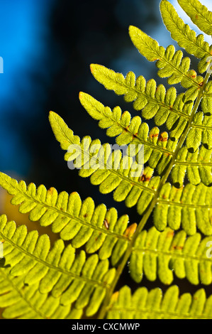 western lady fern (Athyrium filix-femina cyclosorum) Plantae Stock ...