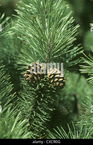 Cones of the mountain Pyrenees pine Pinus uncinata, Spain Stock Photo ...