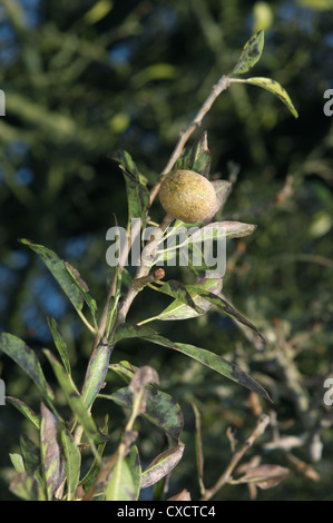 Almond-leaf Pear, Pyrus amygdaliformis, in flower in spring in Crete ...