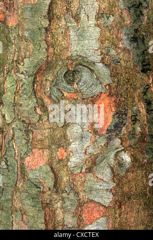 Close-Up of Tree Bark and Green Ivy in Natural Light Stock Photo - Alamy