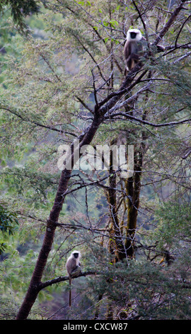 Nepal Gray Langur (Himalayan Langur), Semnopithecus schistaceus ...
