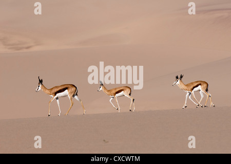 Springbok (Antidorcas marsupialis) on sand dune, Skeleton Coast ...