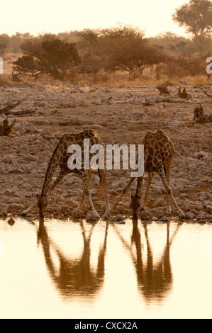 Giraffe drinking at a water hole in Etosha National Park Namibia Stock ...