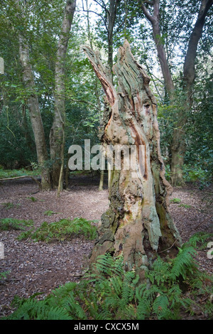 Ancient broad leaf oak woodland once a medieval deer park, The Thicks ...
