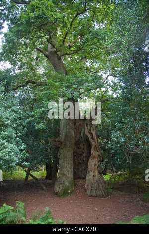 Ancient broad leaf oak woodland The Thicks Staverton forest, Suffolk ...