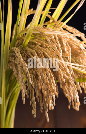 Selective focus on ear of rice in organic jasmine rice farm Stock Photo ...