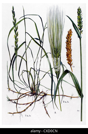 Plants Triticum Vulgare Stock Photo - Alamy