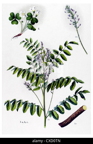 Liquorice, Glycyrrhiza glabra Stock Photo - Alamy
