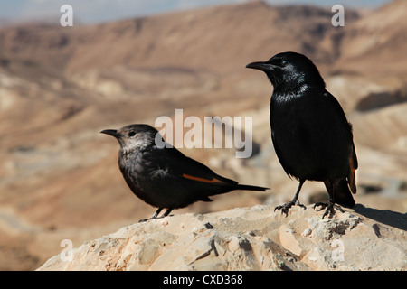 Tristram's Starling (Grackle) female, a common black bird with an ...